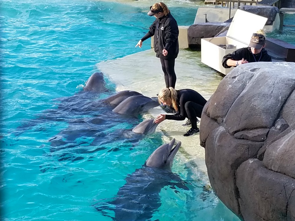 SeaWorld's Christmas Celebration - Life With Lovebugs